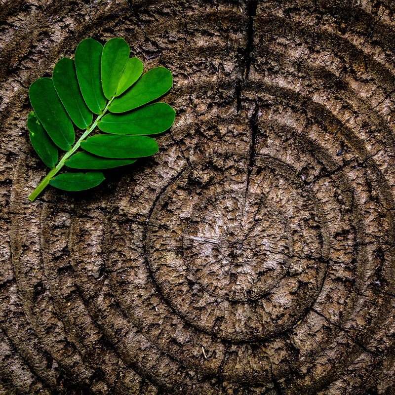 Is Your Family Tree Psychic? – IONS