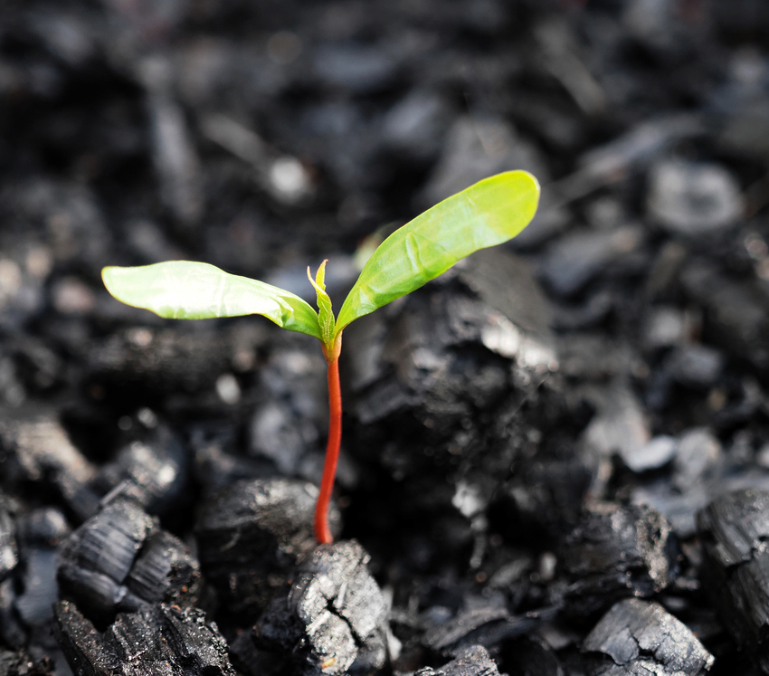 Rising from Ashes to Authenticity | Institute of Noetic Sciences